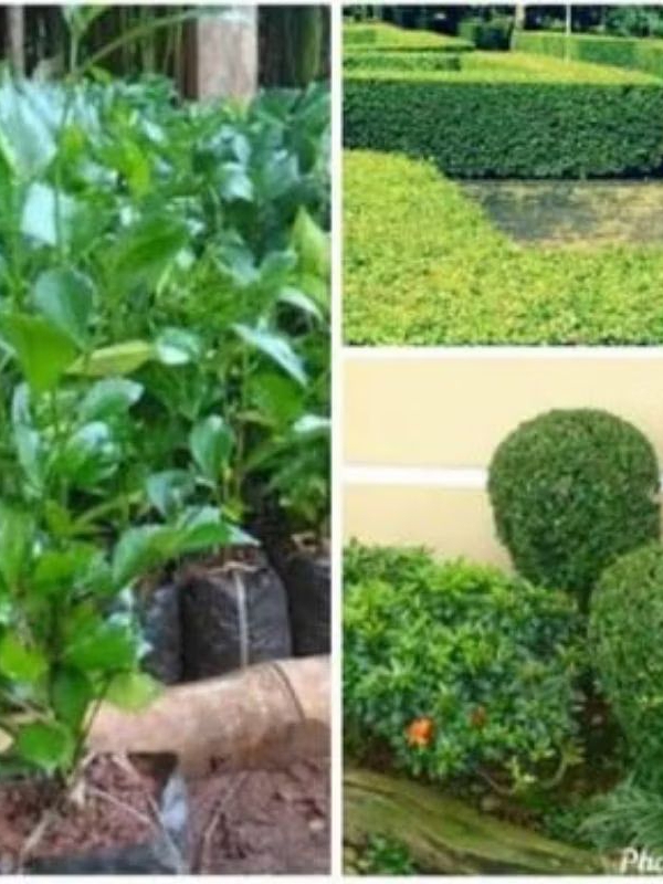 Jual Tanaman pagar tinggi 70-100 cm+pohon tetehan perpolibek isi 2-4 ...