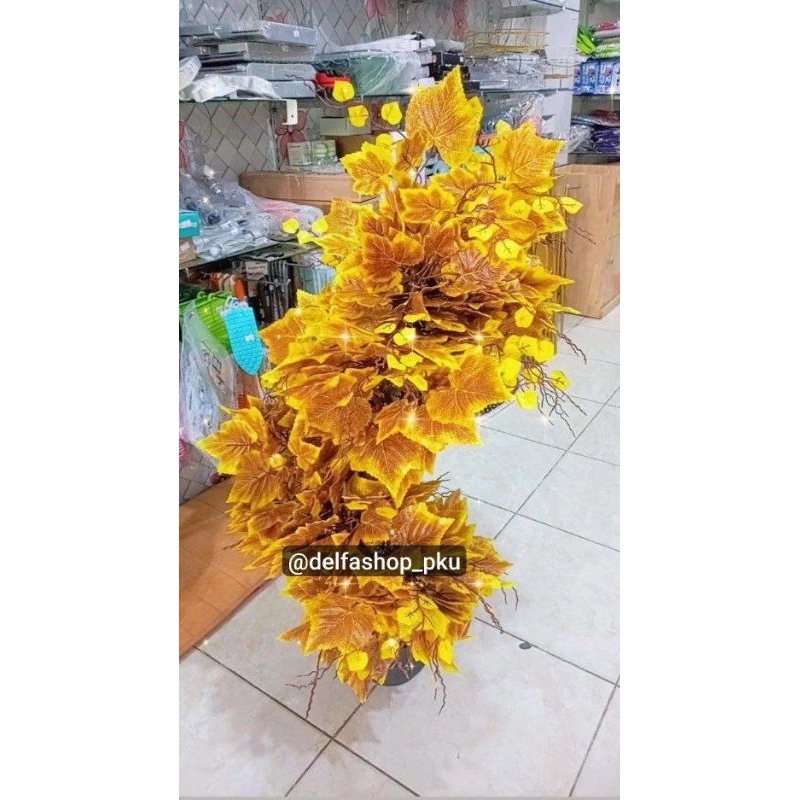 Jual tanaman hias sudut daun maple (KHUSUS INSTAN PEKANBARU) | Shopee ...