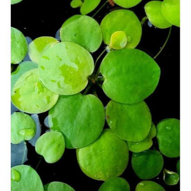 Jual tanaman air Amazon frogbit - ekor tupai/ganggang perpack | Shopee ...