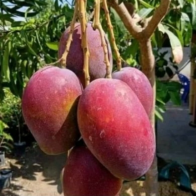 Jual Mangga Irwin 1kg Violet Mango | Shopee Indonesia