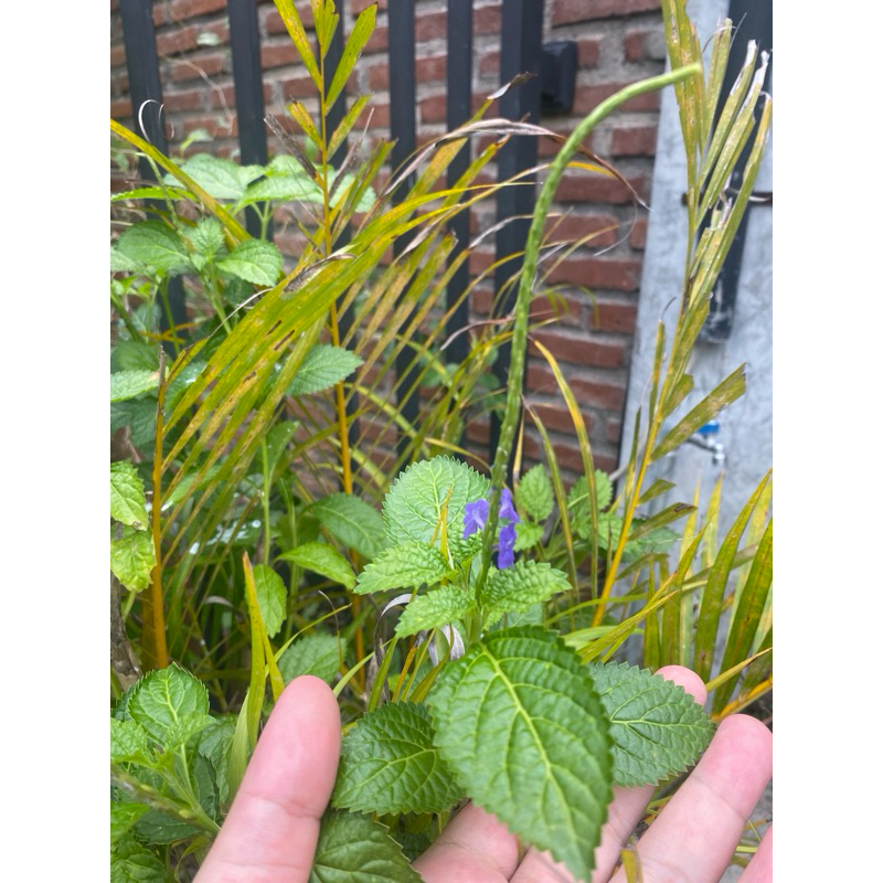 Jual Tanaman pecut kuda/daun pecut kuda | Shopee Indonesia