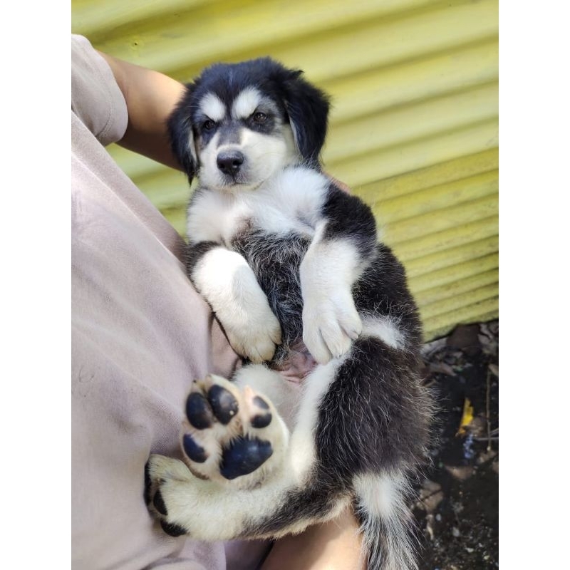 Jual golden x Husky super gendut | Shopee Indonesia