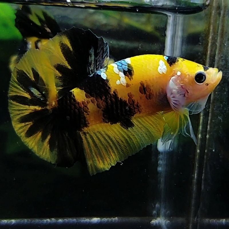 Jual Ikan Cupang Yellow Copper Bumblebee | Shopee Indonesia