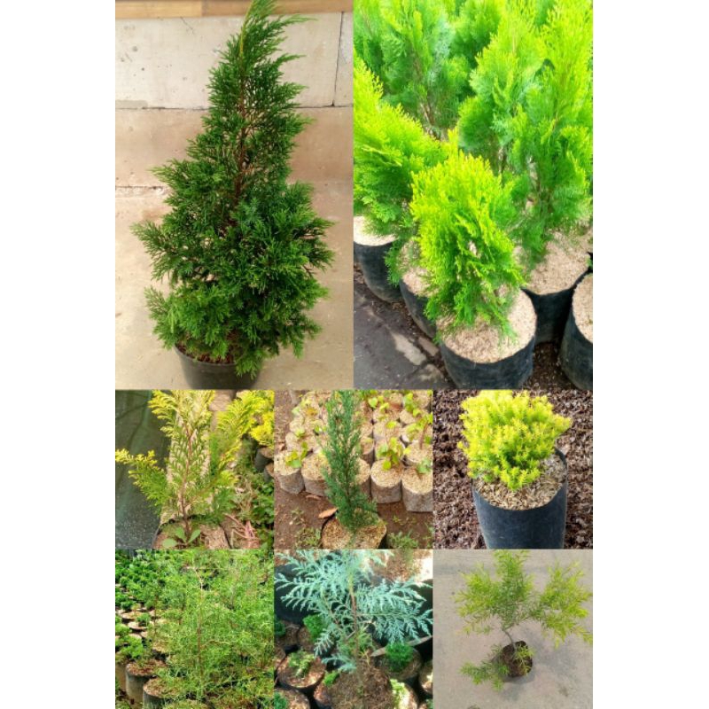 Jual Tanaman Cemara Paket Hemat pohon Cemara murah delapan jenis cemara ...
