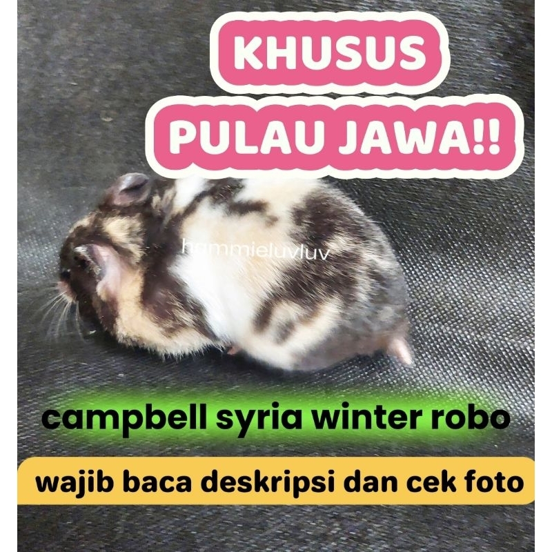 Jual KHUSUS AREA BANDUNG DSK- packing khusus hamster campbell syrian ...