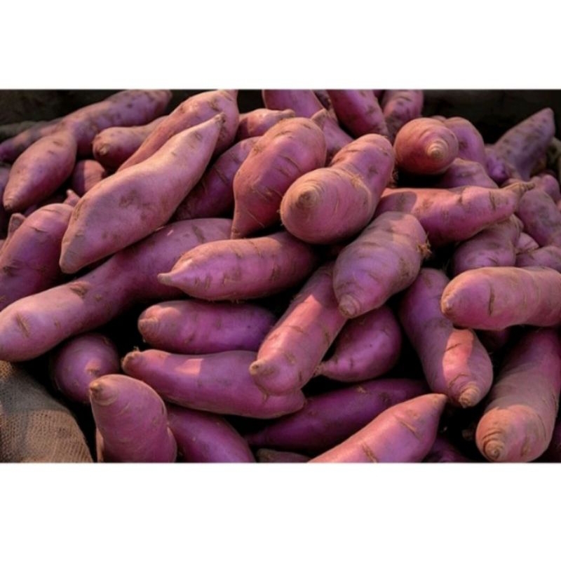 Jual Ubi ketela ungu fress 1kg | Shopee Indonesia