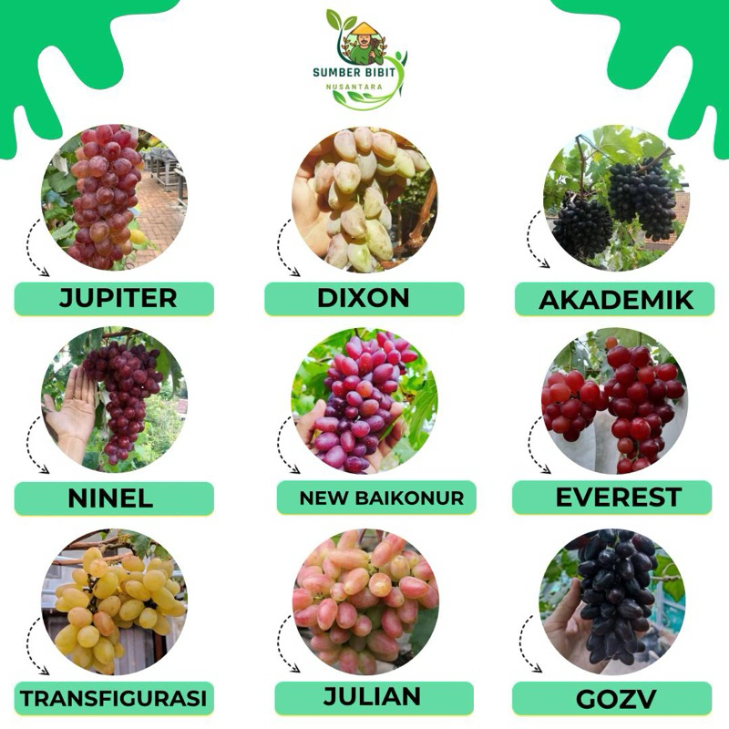 Jual Paket Bibit Anggur Import | Shopee Indonesia