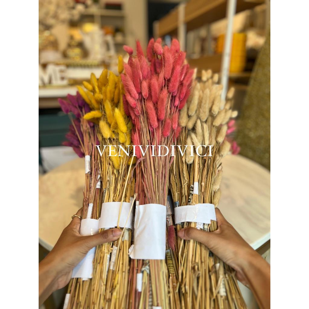 Jual BUNGA KERING SERI BUNNY TAIL - Bunga Seri Dekorasi | Shopee Indonesia