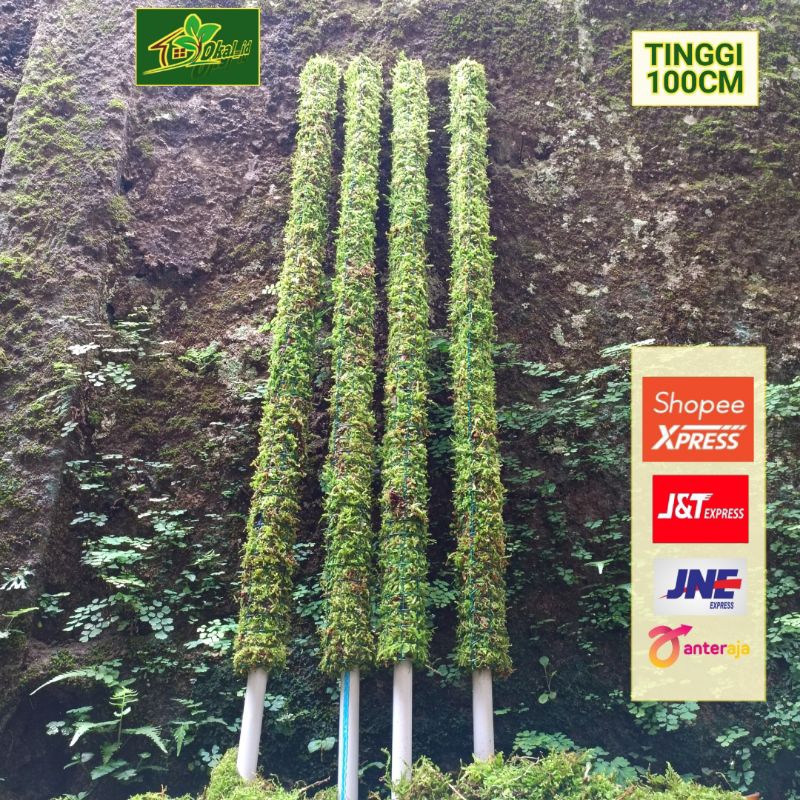 Jual Turus Lumut Pipa Kawat Media Tanam Lumut Penyangga Tanaman ...