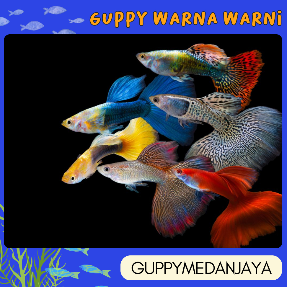 Jual PAKET 50RB 15 EK - IKAN HIAS GUPPY WARNA WARNI - guppy campur aneka warna jenis | Shopee ...