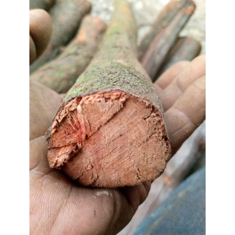Jual batang kayu stigi gunung utu bikin gagng prang danlaen2 | Shopee ...