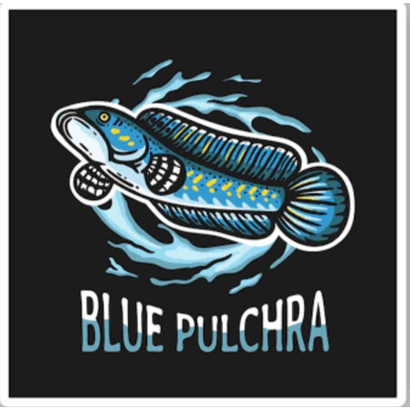 Jual stiker channa blue pulcra 6-7cm | Shopee Indonesia
