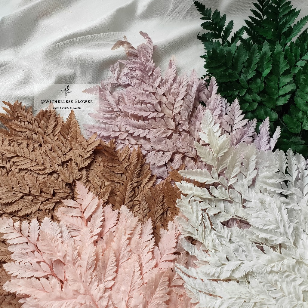 Jual 5 pcs Preserved Leather Fern / Daun Pakis Awetan / Dried Flower ...