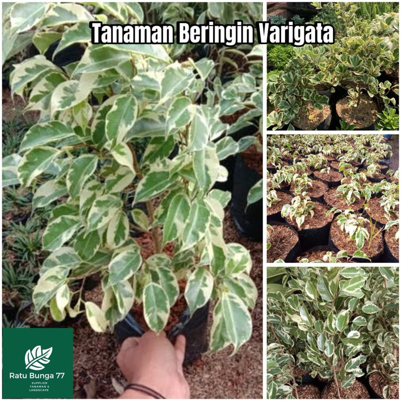 Jual Beringin varigata, Tanaman beringin varigata putih | Shopee Indonesia