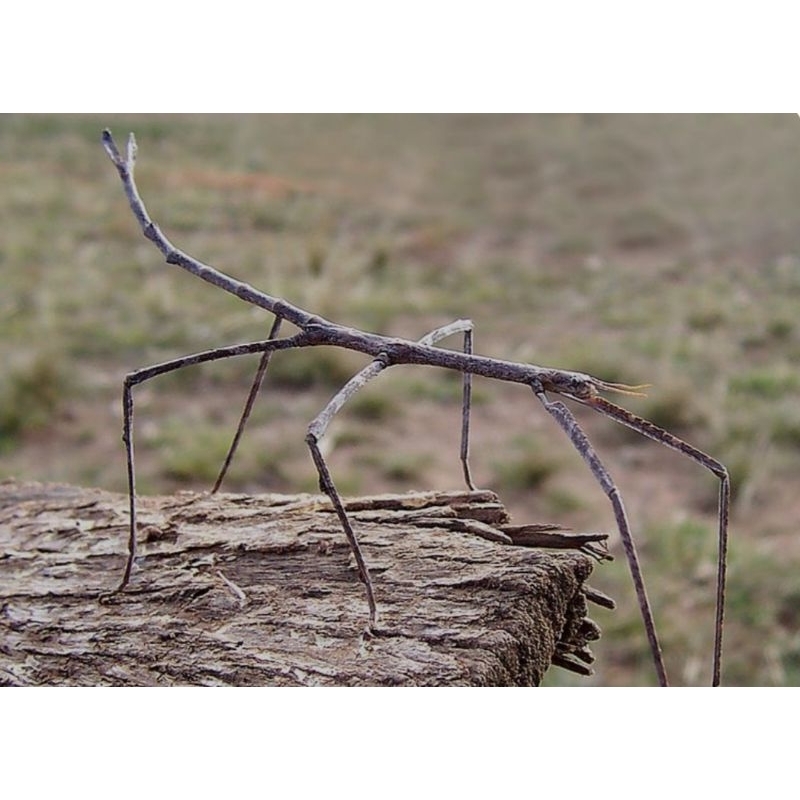 Jual Belalang ranting/ stick insect | Shopee Indonesia