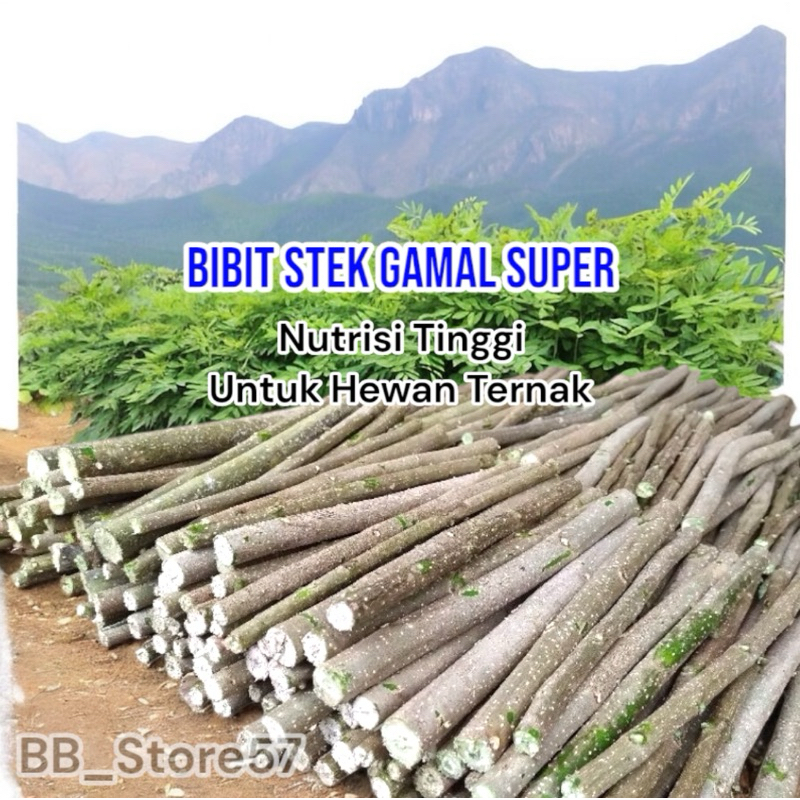 Jual Bibit Gamal Super Favorit Ternak Sumber Nutrisi 1 kg | Shopee ...