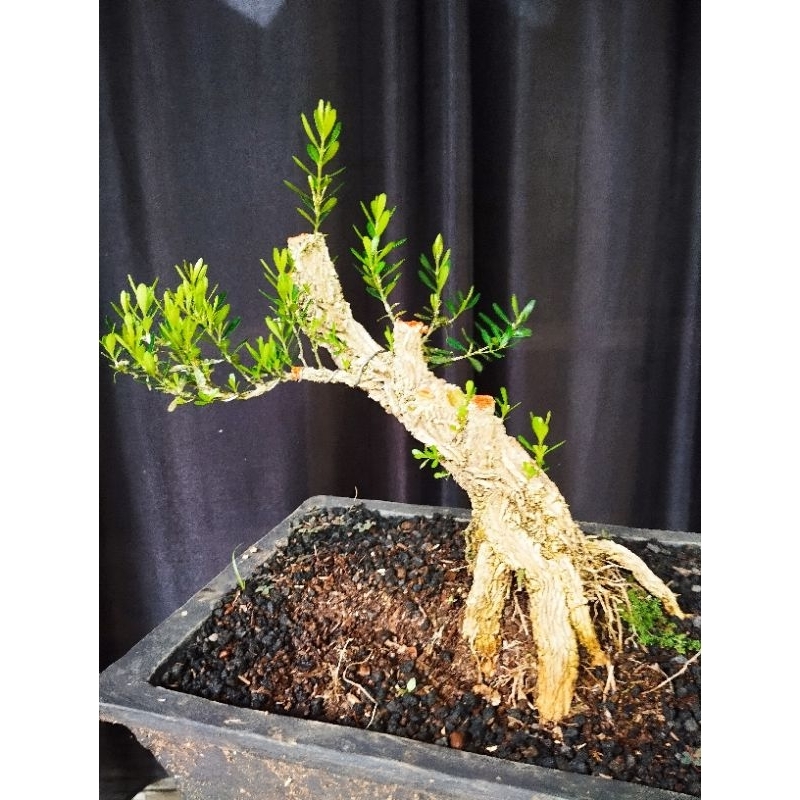 Jual Bonsai boxus super Bonsai boksus tahapan | Shopee Indonesia