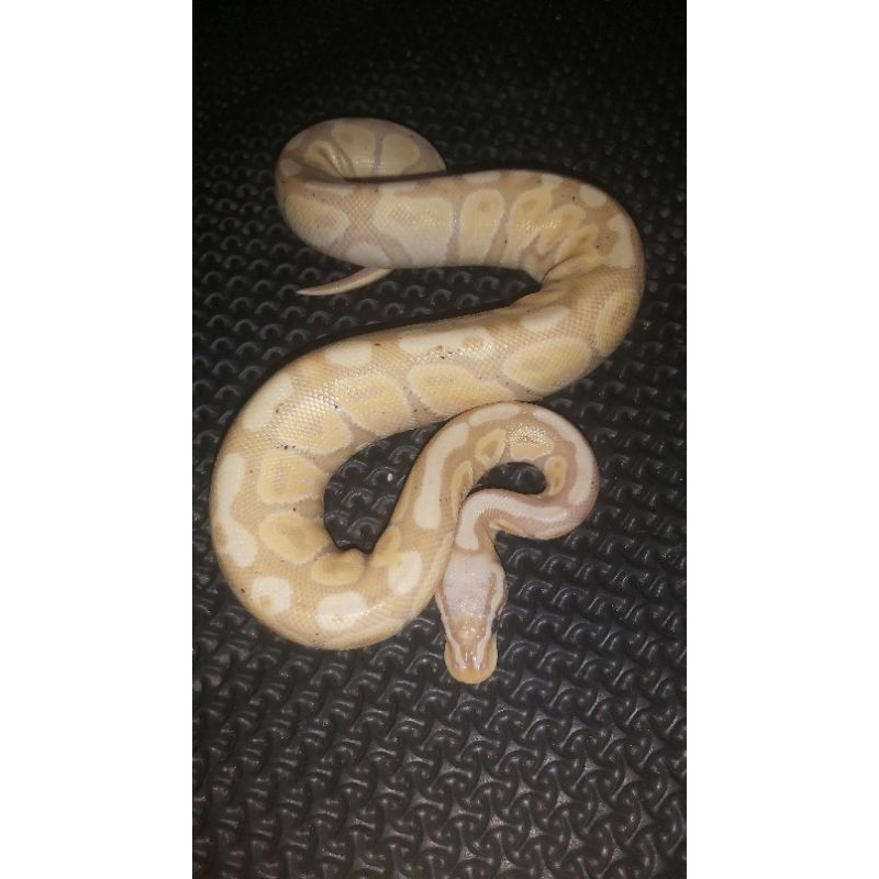 Jual Ular / Uler / Snake Ball Python Jenis Banana Pastel Male. | Shopee ...