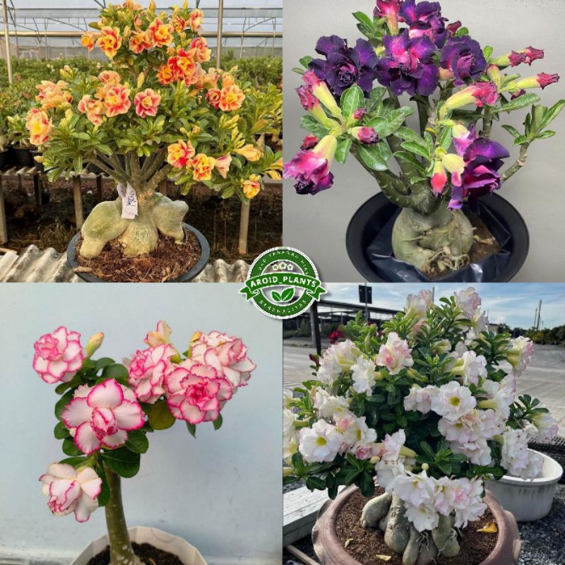 Jual Paket Hemat 4 Jenis Tanaman Hias Bunga Adenium Bunga Tumpuk ...