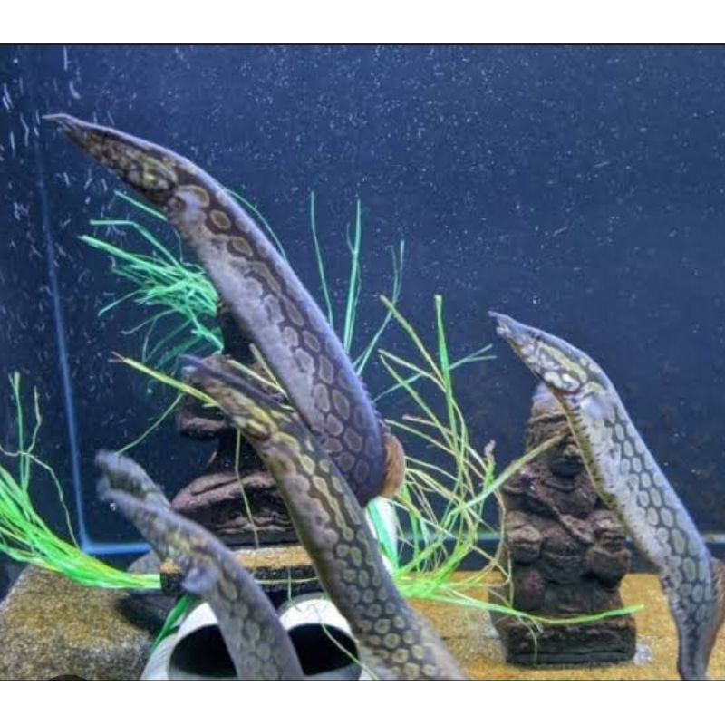 Jual Ikan sili batik ikan fire ell size 15-20 cm | Shopee Indonesia