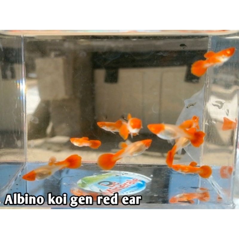 Jual Hiasan aquarium guppy Albino Koi Gen Red Ear remaja | Shopee Indonesia