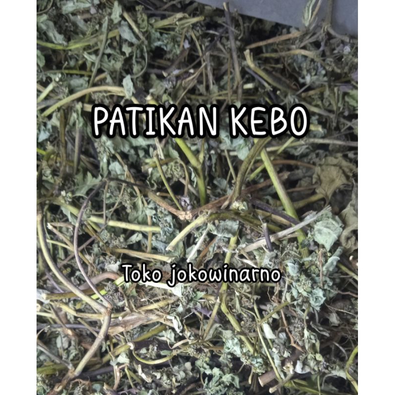 Jual [ 1.KG ] PATIKAN KEBO / PETIKAN KERBAU KERING - Tanaman Herbal ...