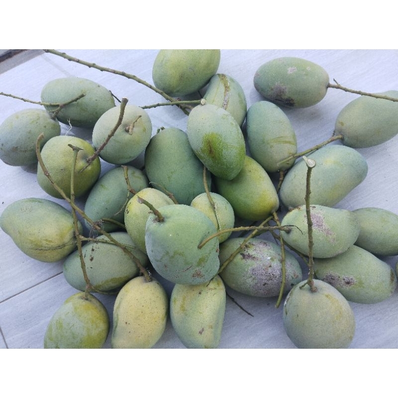 Jual Mangga indramayu Asli Mengkel Mangga Raja Mangga Cengkir | Shopee ...