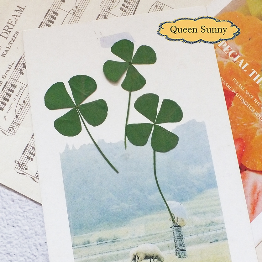 Jual Bunga Kering Daun Kering Semanggi Four Leaf Clover Isi Resin ...