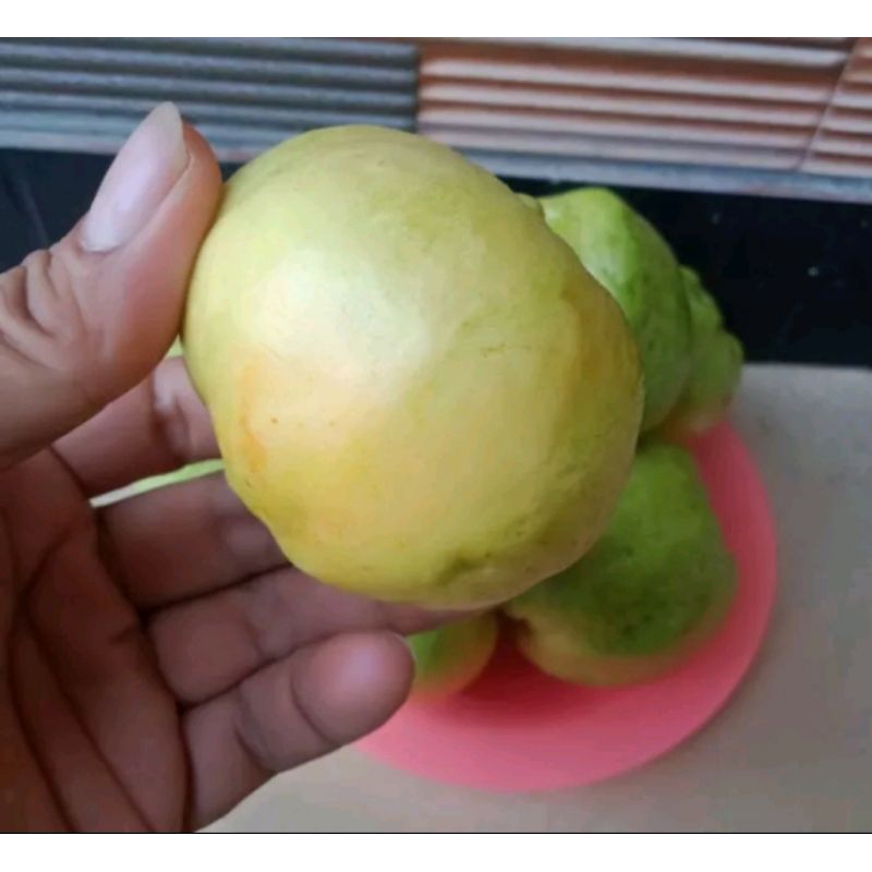 Jual jambu kristal fresh langsung petik dari kebun/1kg | Shopee Indonesia