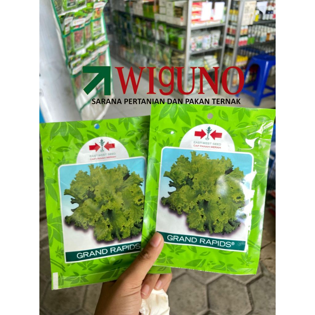 Jual Benih Selada - Grand Rapids 15 gr/benih selada cap panah merah ...
