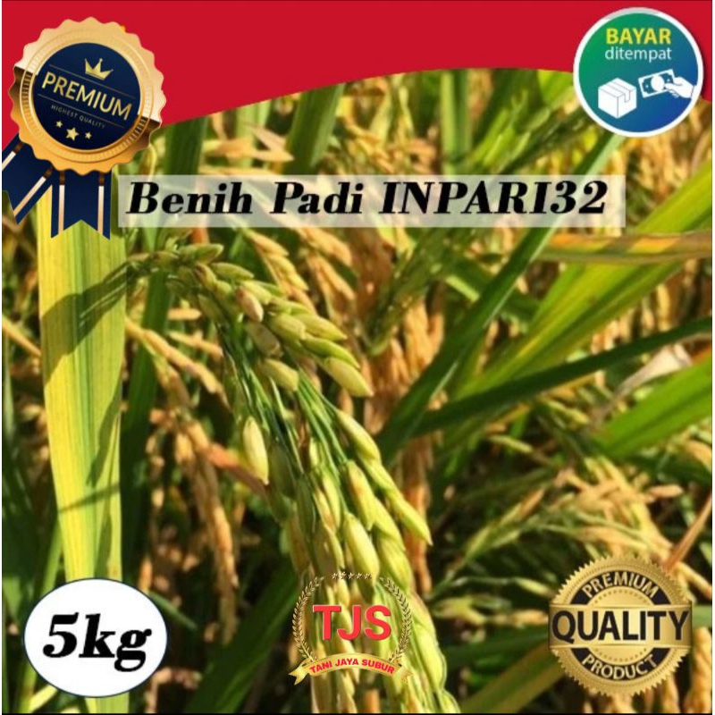Jual Benih Padi Unggul Inpari 32 Jumbo 5Kg | Shopee Indonesia