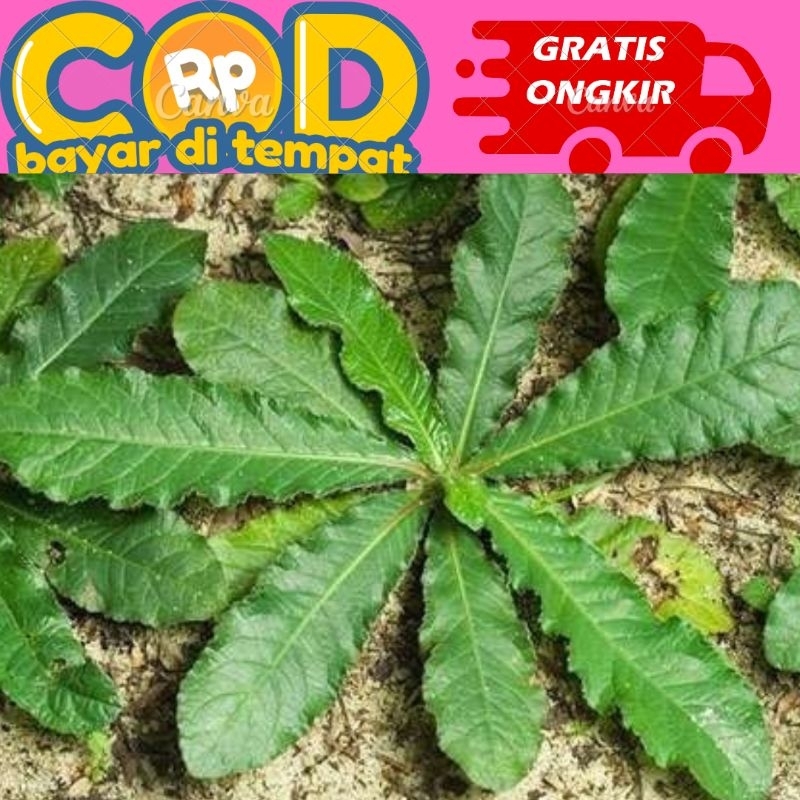 Jual daun tapak Liman segar dicabut beserta akar akarnya 1kg | Shopee ...