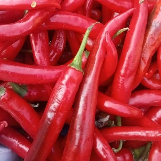 Jual CABAI MERAH BESAR CABAI PLOMPONG - 1 KG | Shopee Indonesia