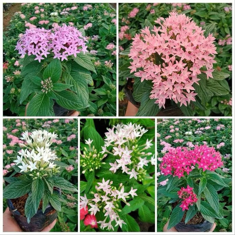 Jual tanaman pentas bunga random sudah berbunga | Shopee Indonesia