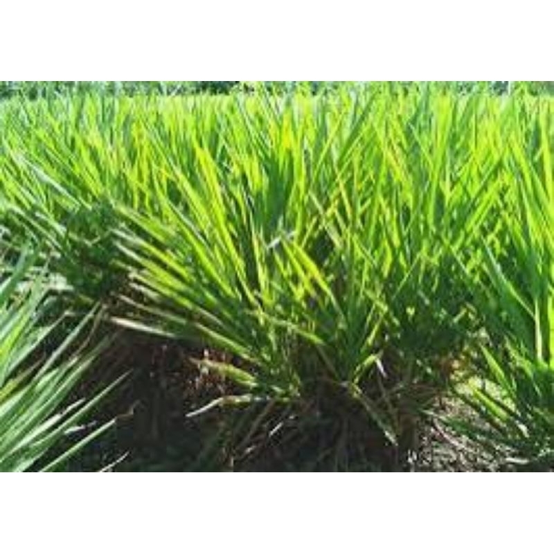 Jual jual bibit rumput odot pakan ternak 10.000/kg jual daun rumput ...