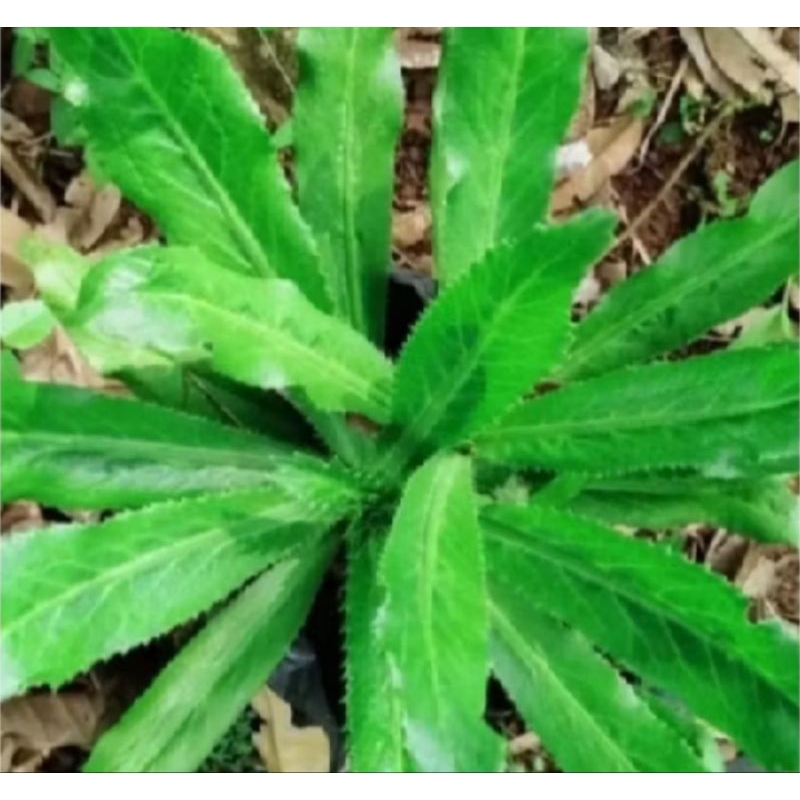 Jual Daun walang sangit plus akar isi 7 pohon | Shopee Indonesia