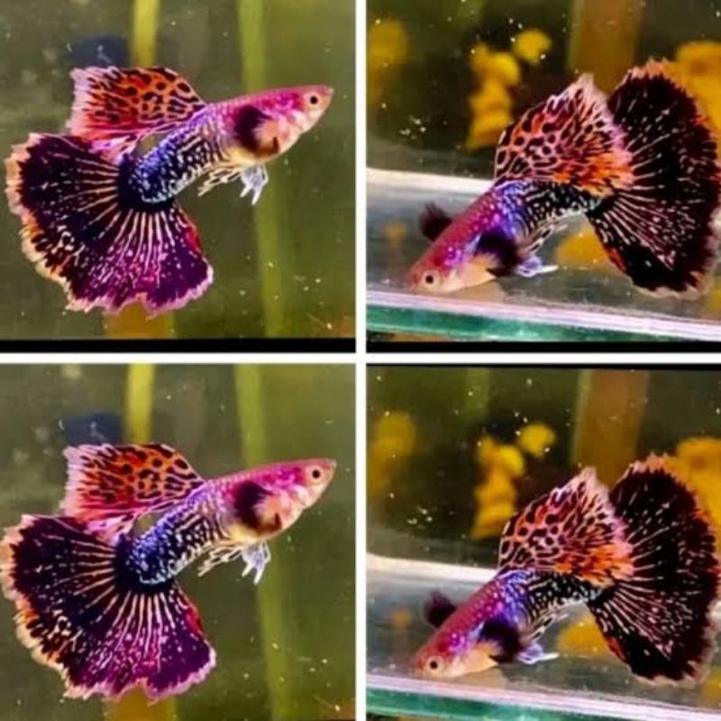 Jual hiasan aquarium ikan hias Guppy pink magenta sepasang | Shopee Indonesia