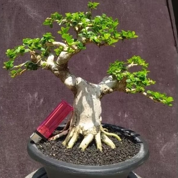 Jual program bonsai sancang cakep sesuai gambar + pot | Shopee Indonesia