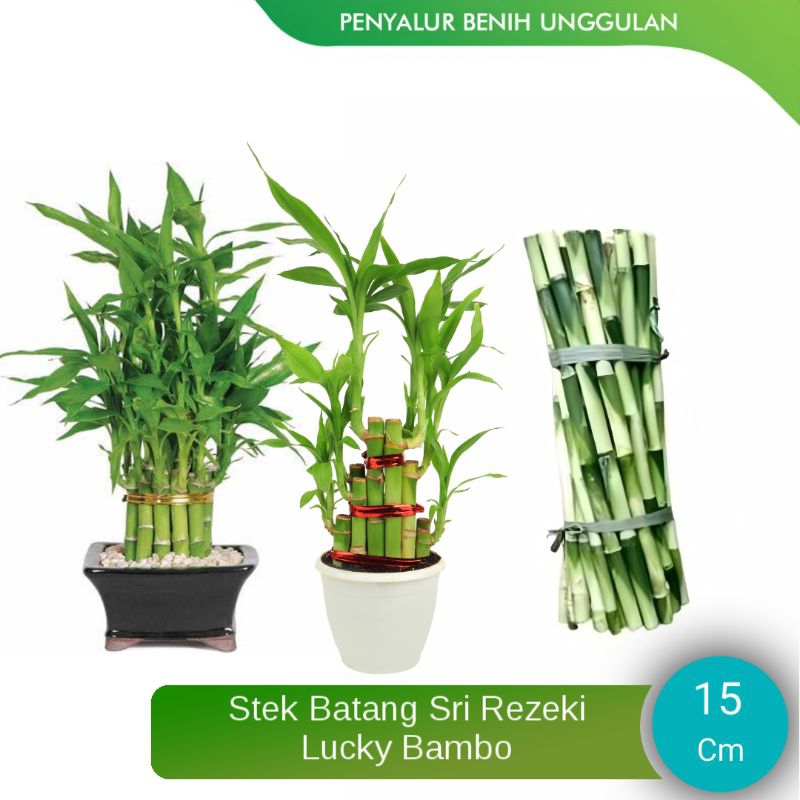 Jual Stek Batang Tanaman Hias Bambu Hoki - 15cm Batang Sri Rezeki Bambu ...