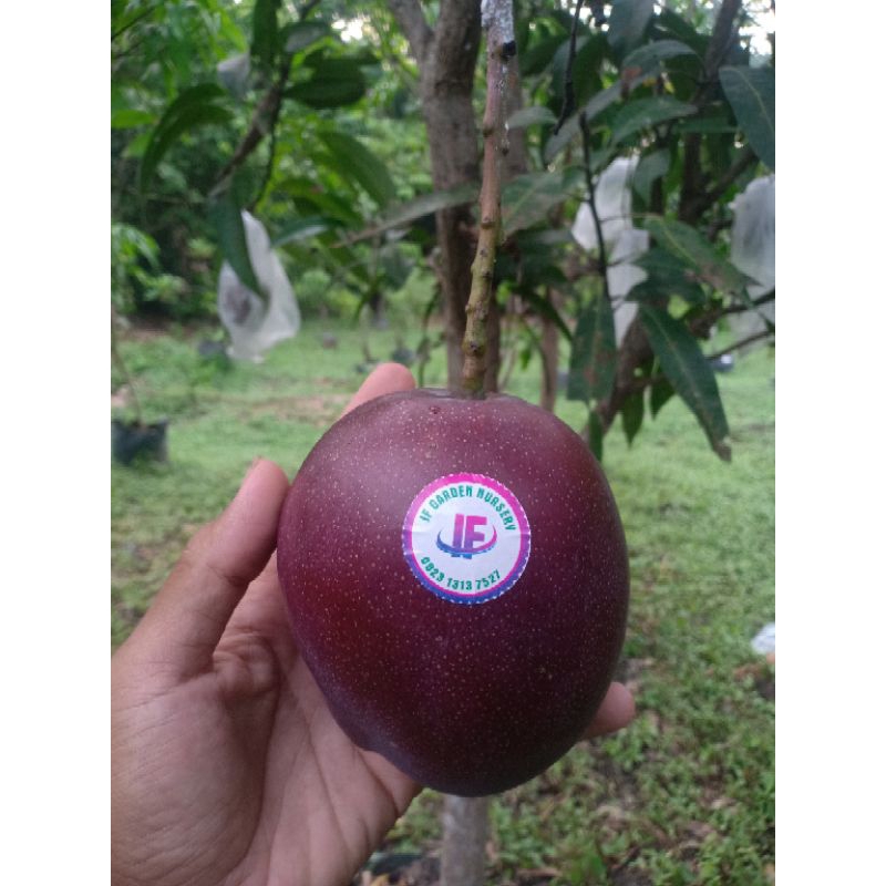 Jual Mangga premium Red pearl/Hong ji kang/Hong Ju, fresh hasil kebun ...