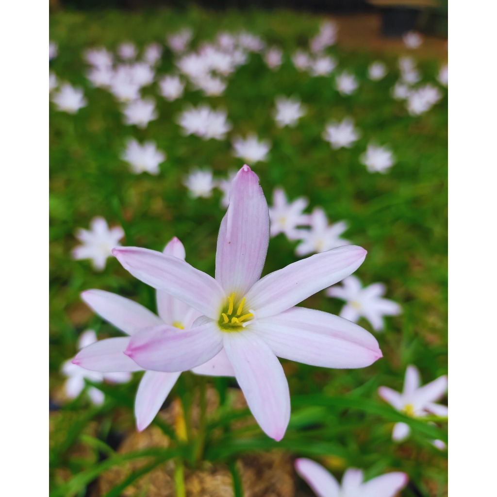 Jual TANAMAN HIAS BUNGA RAIN LILY FIRST LOVE RIMBUN | Shopee Indonesia