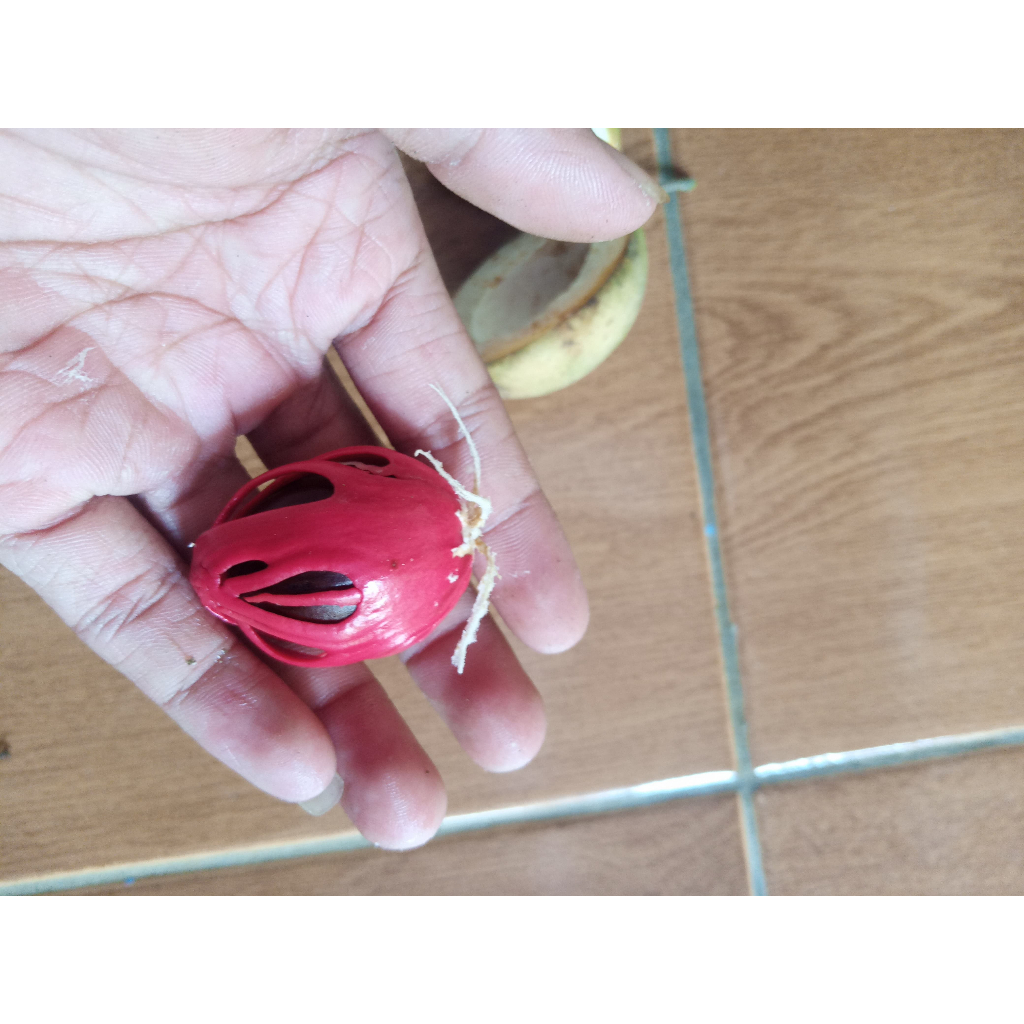 Jual Biji pala kering bulat 100gr | Shopee Indonesia