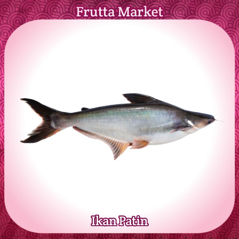 Jual Ikan Patin Fresh | Shopee Indonesia