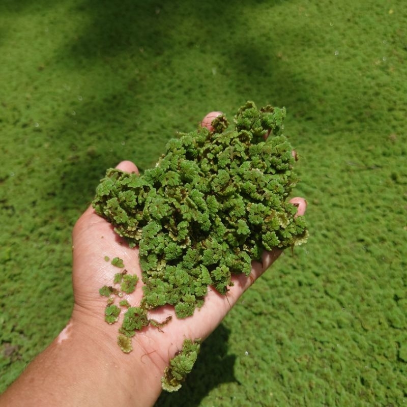 Jual Azolla / Bibit Azolla – 1 Kg | Shopee Indonesia