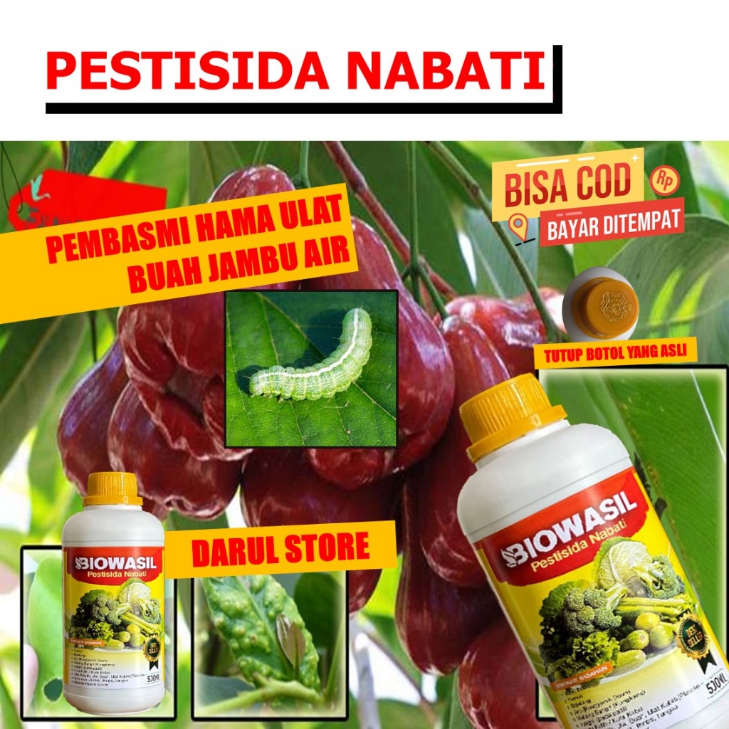 Jual Insektisida Hama Lalat Buah Jambu Air madu BIOWASIL Pupuk ...