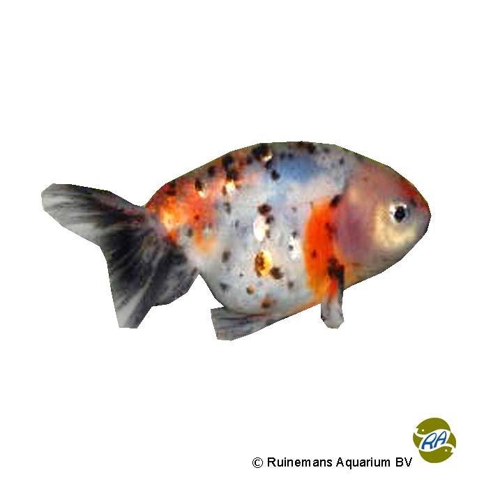 Jual IKAN HIAS KOKI RANCU IKAN AIR TAWAR AQUARIUM KOLAM | Shopee Indonesia