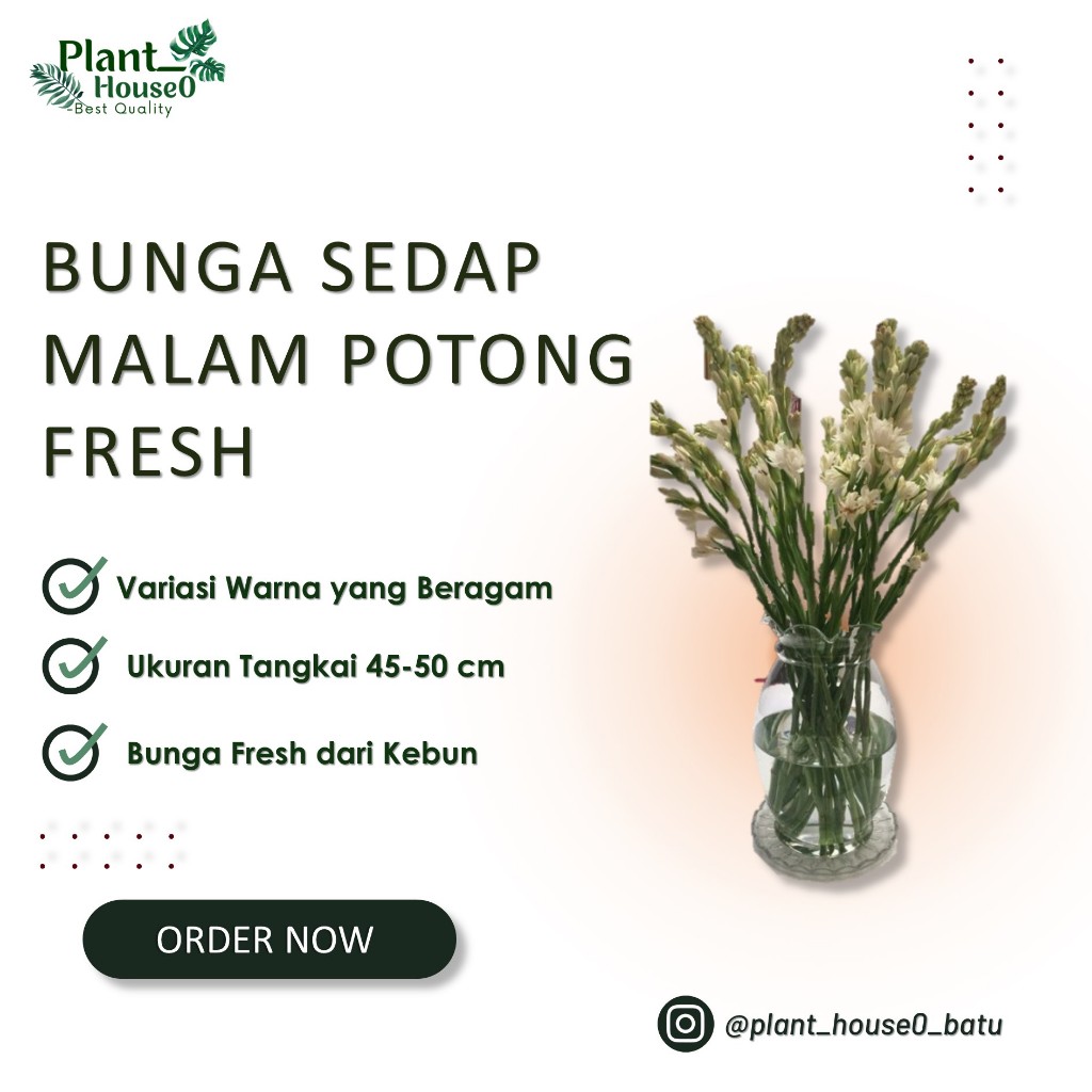 Jual Bunga Potong Sedap Malam Fresh 1 Ikat Isi 10 – Segar & Harum 1KG ...