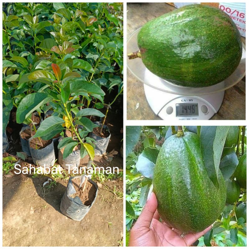Jual Bibit alpukat Jumbo Markus Okulasi (jumbo bulat) | Shopee Indonesia