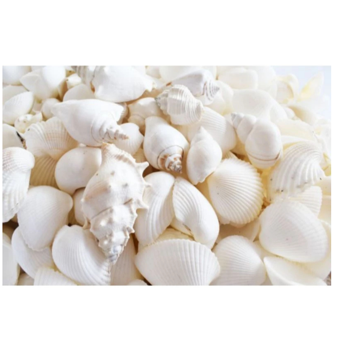 Jual Tepung Kulit Kerang laut SeaShell Halus Murni Asli 100% Original ...