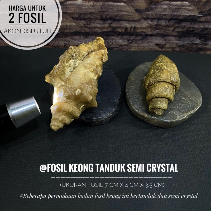 Jual Fosil Keong Tanduk Semi Crystal A37 atau Fosil Kerang atau Fossil ...